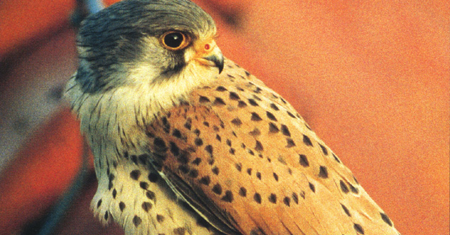 Kestrel's Eye